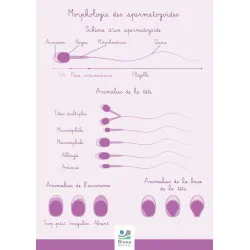 Schémas appareil génital masculin | Bivea Médical